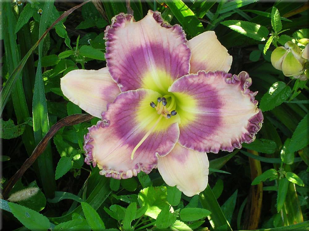 Photo of the bloom of Daylily (Hemerocallis 'Regal Braid') posted by ...