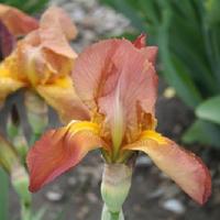 Photo of the bloom of Tall Bearded Iris (Iris 'Prairie Sunset') posted ...