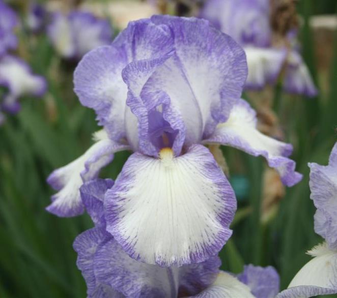 Tall Bearded Iris (Iris 'Queen Dorothy') in the Irises Database ...