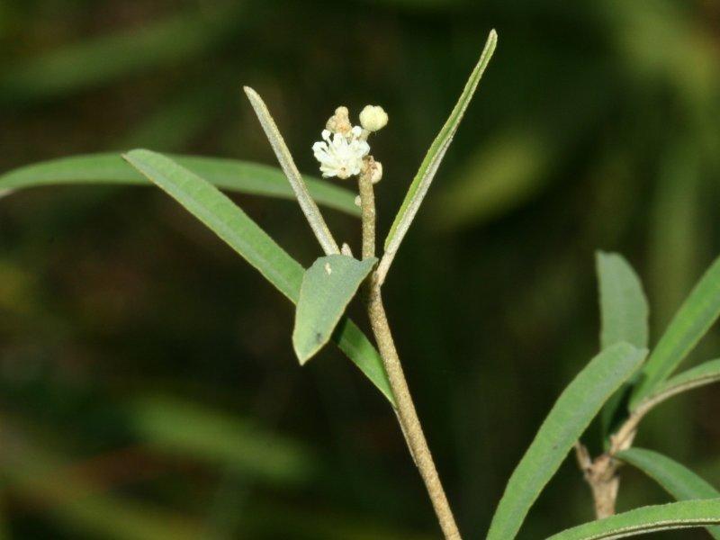 Pineland Croton (Croton linearis) - Garden.org