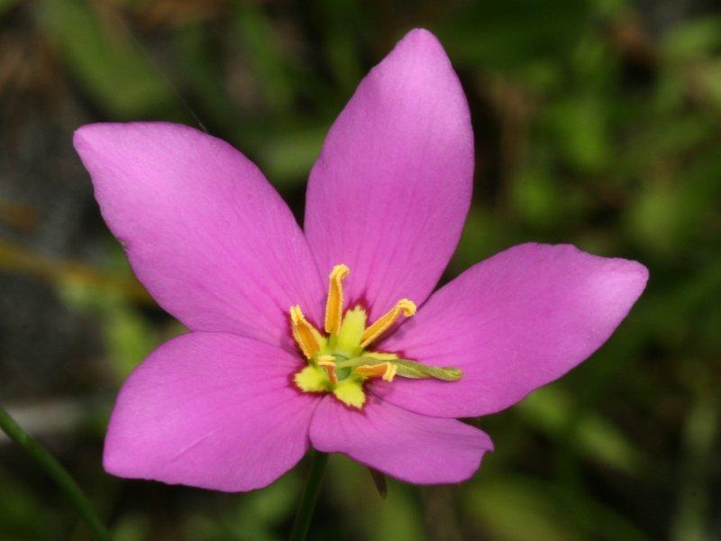 Marsh-Pink (Sabatia grandiflora) - Garden.org