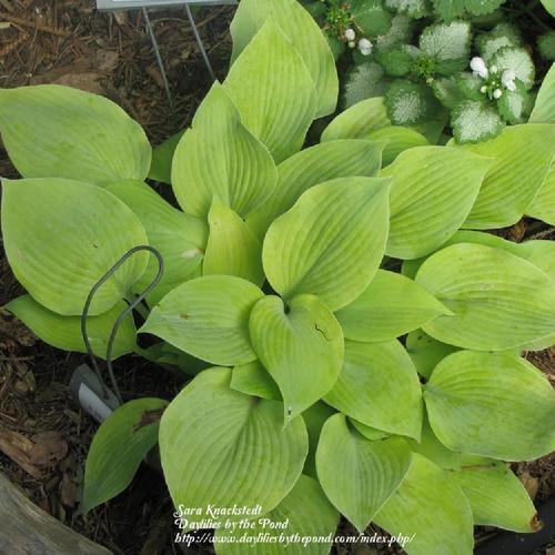 Hosta 'Bright Glow' in the Hostas Database - Garden.org