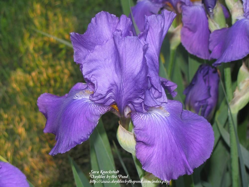 Tall Bearded Iris (Iris 'Violet Returns') in the Irises Database ...