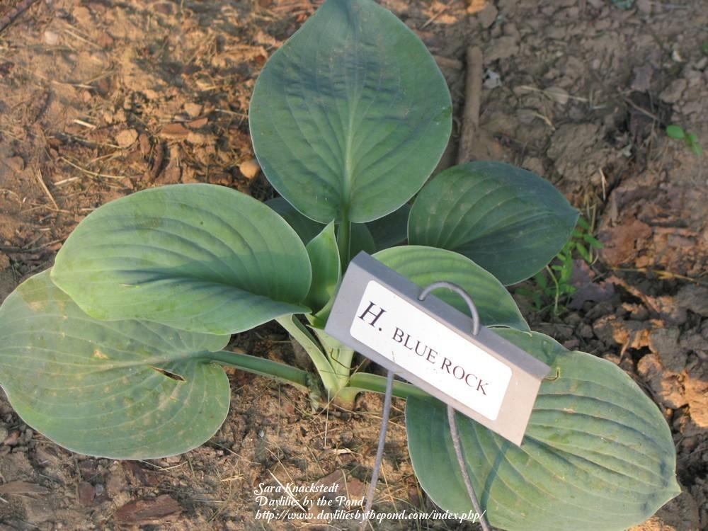 Hosta 'Blue Rock' in the Hostas Database - Garden.org