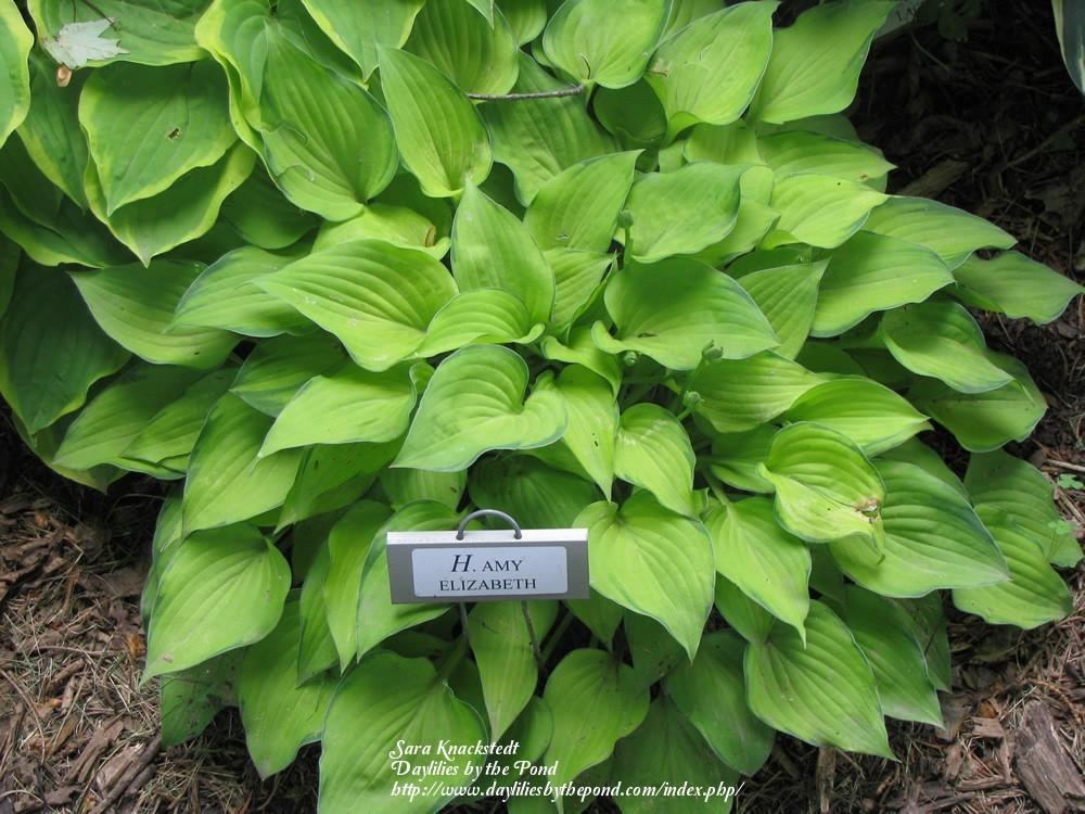 Hosta 'Amy Elizabeth' in the Hostas Database - Garden.org