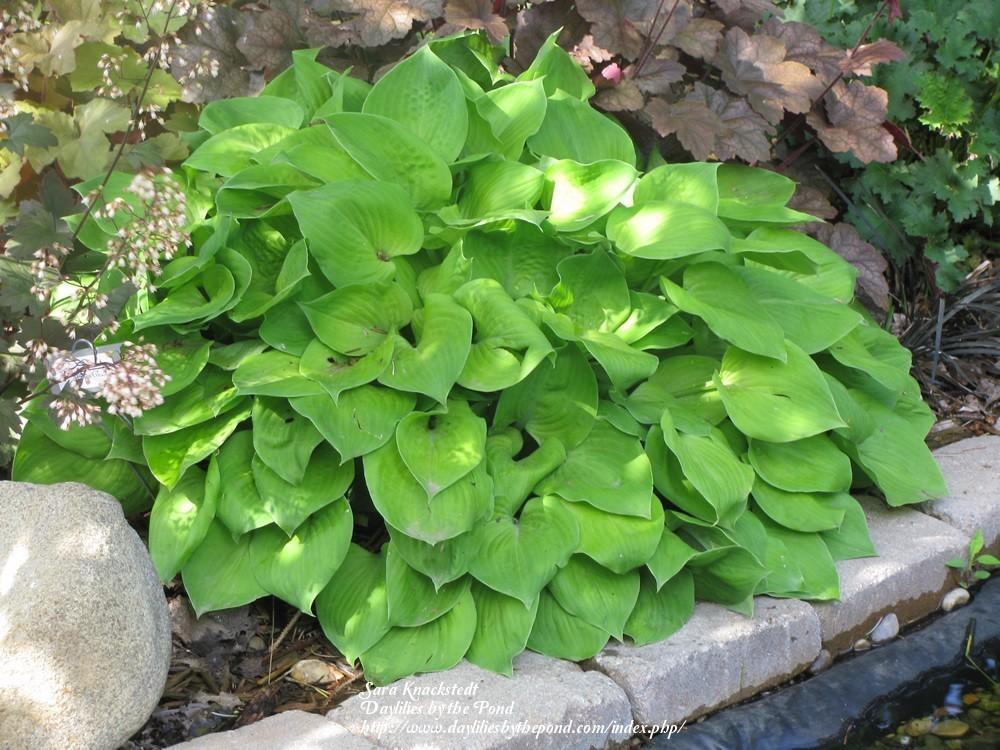 Hosta 'Apple Green' in the Hostas Database - Garden.org