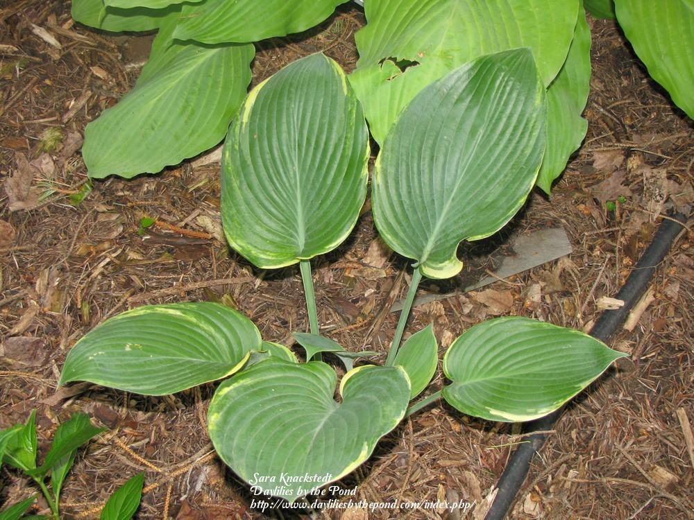 Hosta 'Blue Lightning' in the Hostas Database - Garden.org