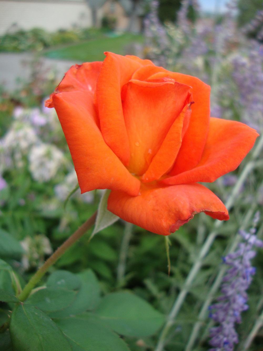 Photo of the bloom of Rose (Rosa 'Wildfire') posted by Paul2032 ...