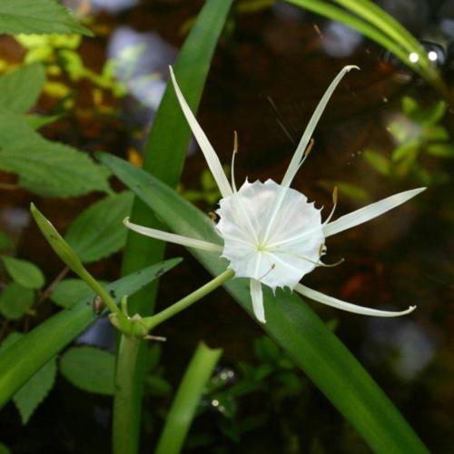 Alligator-lily (Hymenocallis palmeri) in the Spider Lilies Database ...