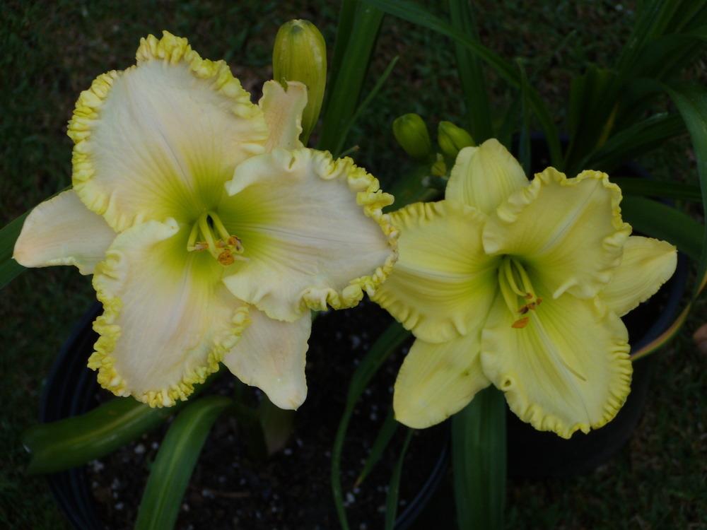 Gorgeous Green Daylilies?! in the Daylilies forum - Garden.org