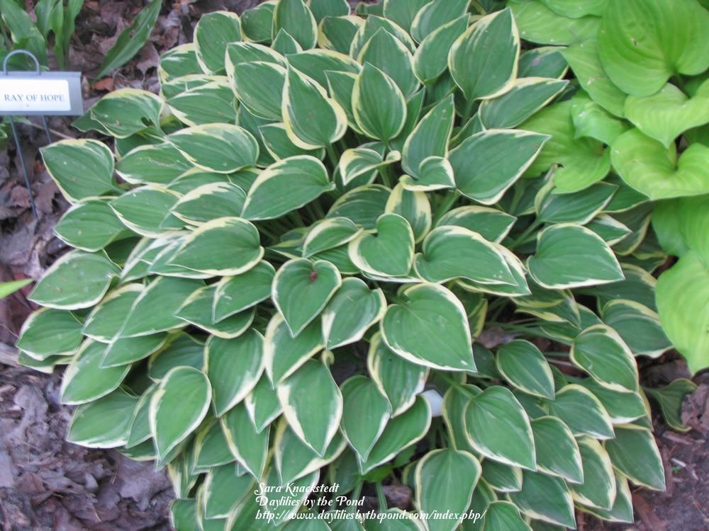 Hosta 'Daisy Doolittle' in the Hostas Database - Garden.org