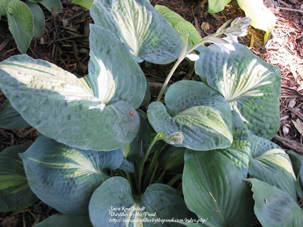 Photo of the leaves of Hosta 'Dream Weaver' posted by Joy - Garden.org
