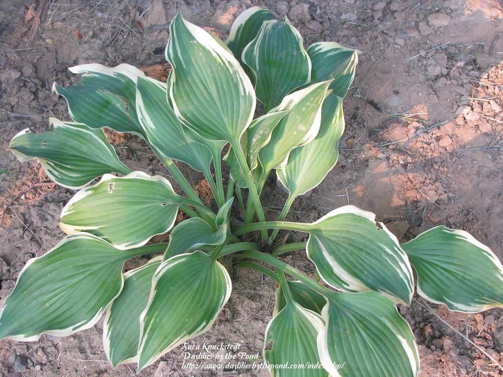 Photo of the leaves of Hosta 'Dark Star' posted by Joy - Garden.org