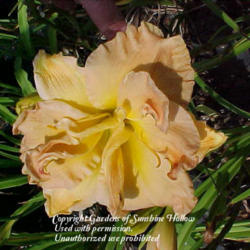 Daylily (Hemerocallis 'Angelic Grin') in the Daylilies Database ...