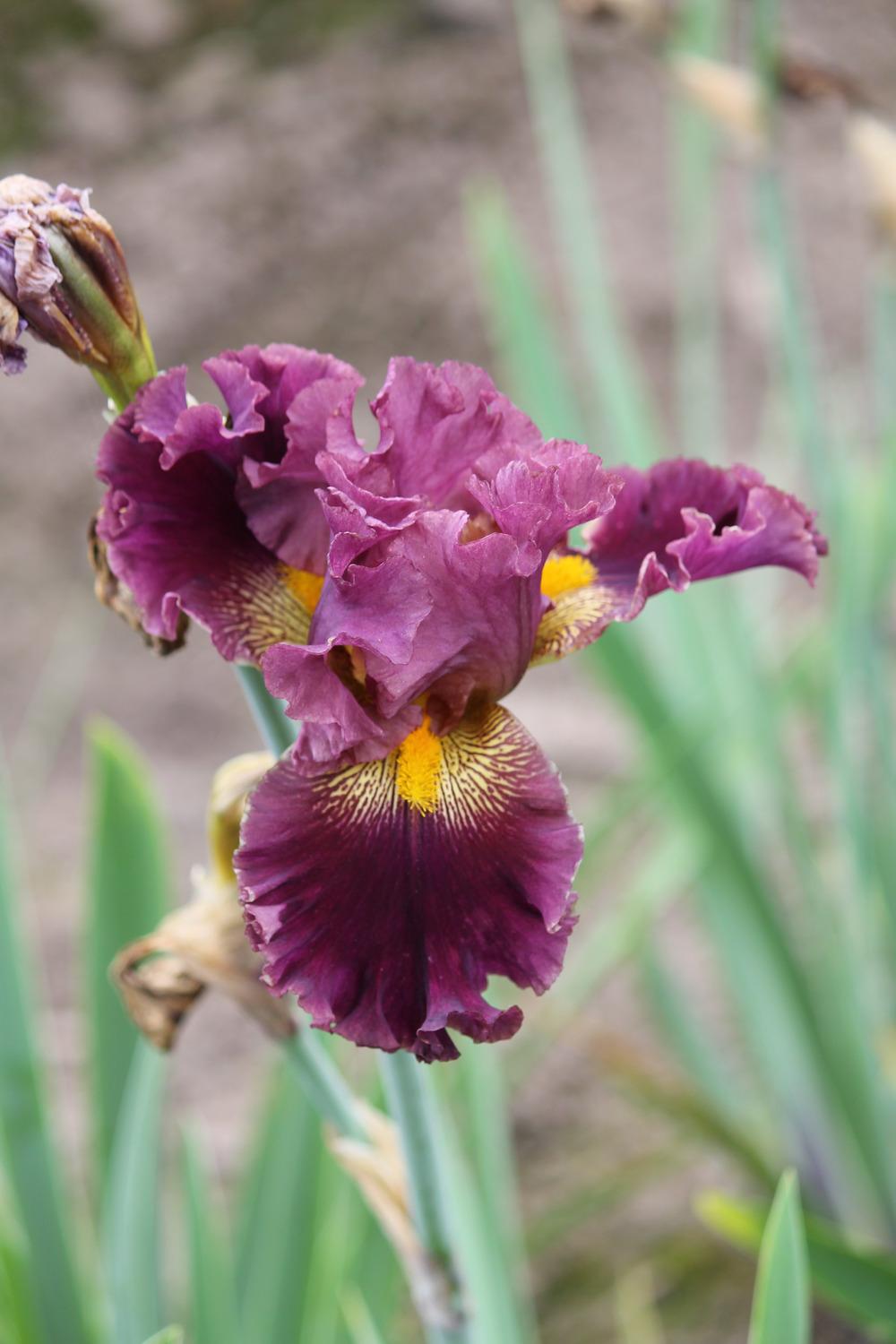 Photo of the bloom of Tall Bearded Iris (Iris 'Wink and a Smile ...