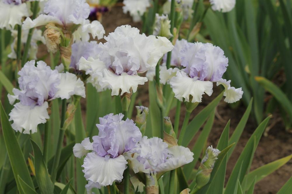 Photo of the bloom of Tall Bearded Iris (Iris 'Absolute Zero') posted ...