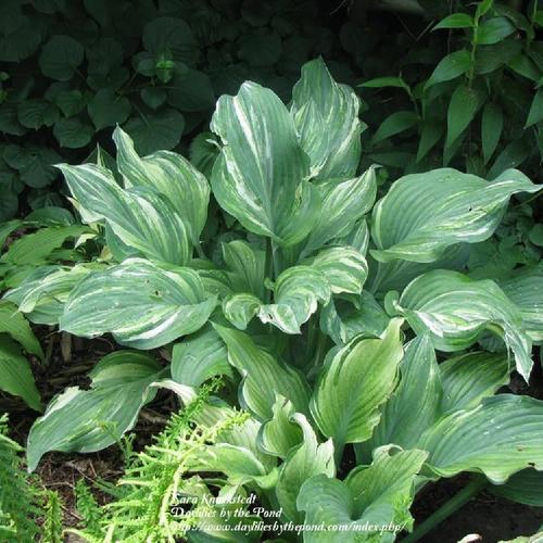 Hosta 'Krossa Regal Streaked' in the Hostas Database - Garden.org