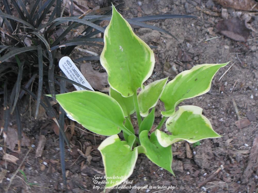 Hosta 'Lakeside Tee Ki' in the Hostas Database - Garden.org