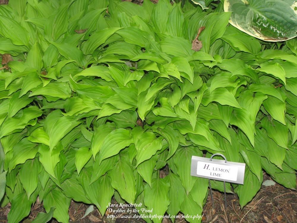 Photo of the entire plant of Hosta 'Lemon Lime' posted by Joy - Garden.org