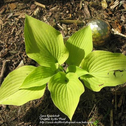 Hosta 'Lakeside Foaming Sea' in the Hostas Database - Garden.org