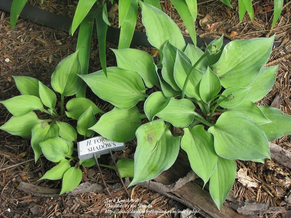 Hosta 'Forest Shadows' in the Hostas Database - Garden.org