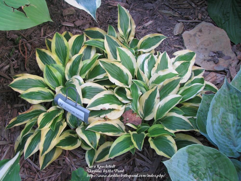 Hosta 'Junior Miss' in the Hostas Database - Garden.org