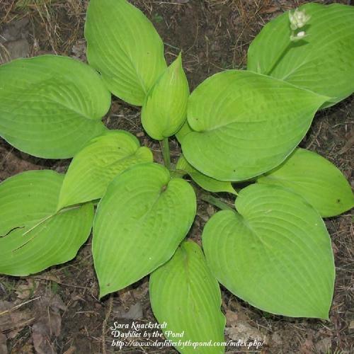 Hosta 'Garden Party' in the Hostas Database - Garden.org