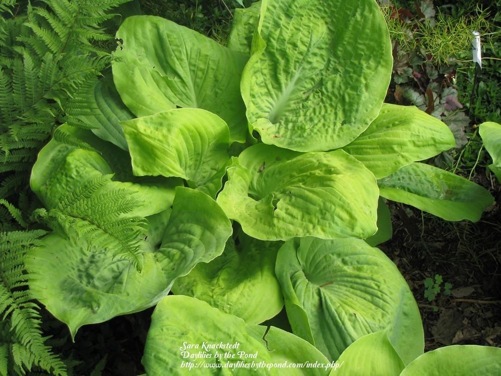 Hosta 'Lemon Meringue' in the Hostas Database - Garden.org