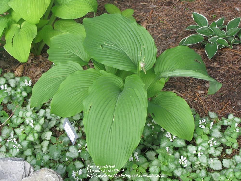 Hosta 'Lakeside Maestro' in the Hostas Database - Garden.org