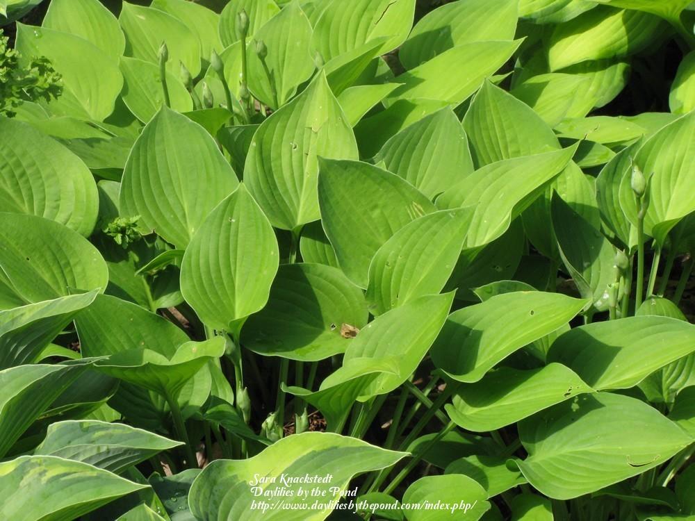 Hosta 'Lakeside Lime Time' in the Hostas Database - Garden.org