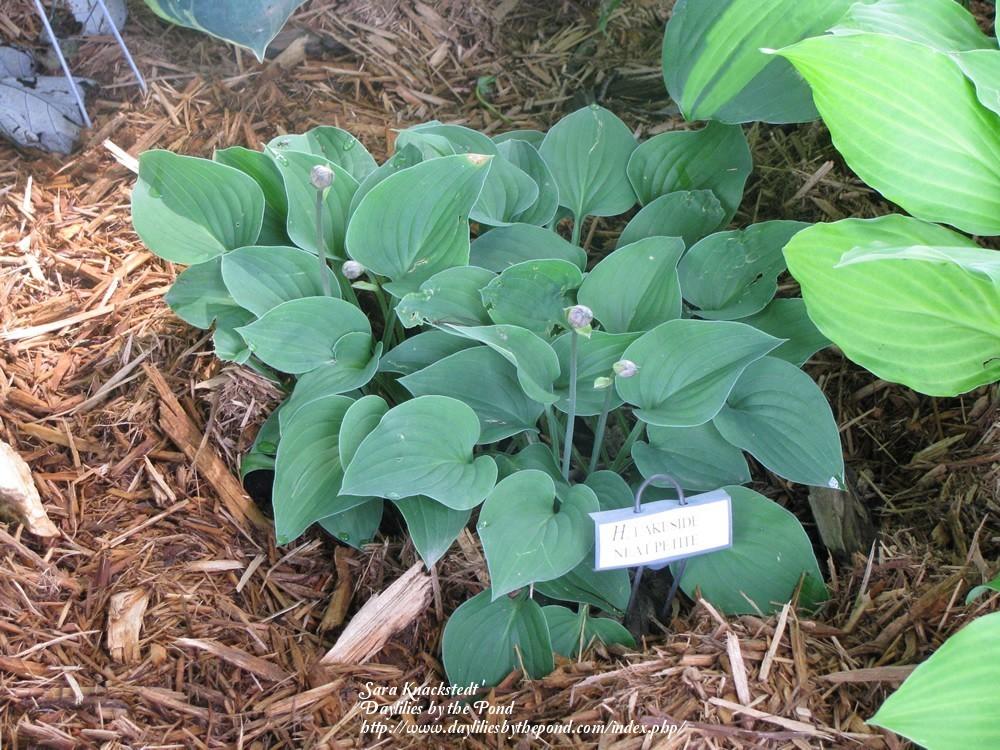 Hosta 'Lakeside Neat Petite' in the Hostas Database - Garden.org