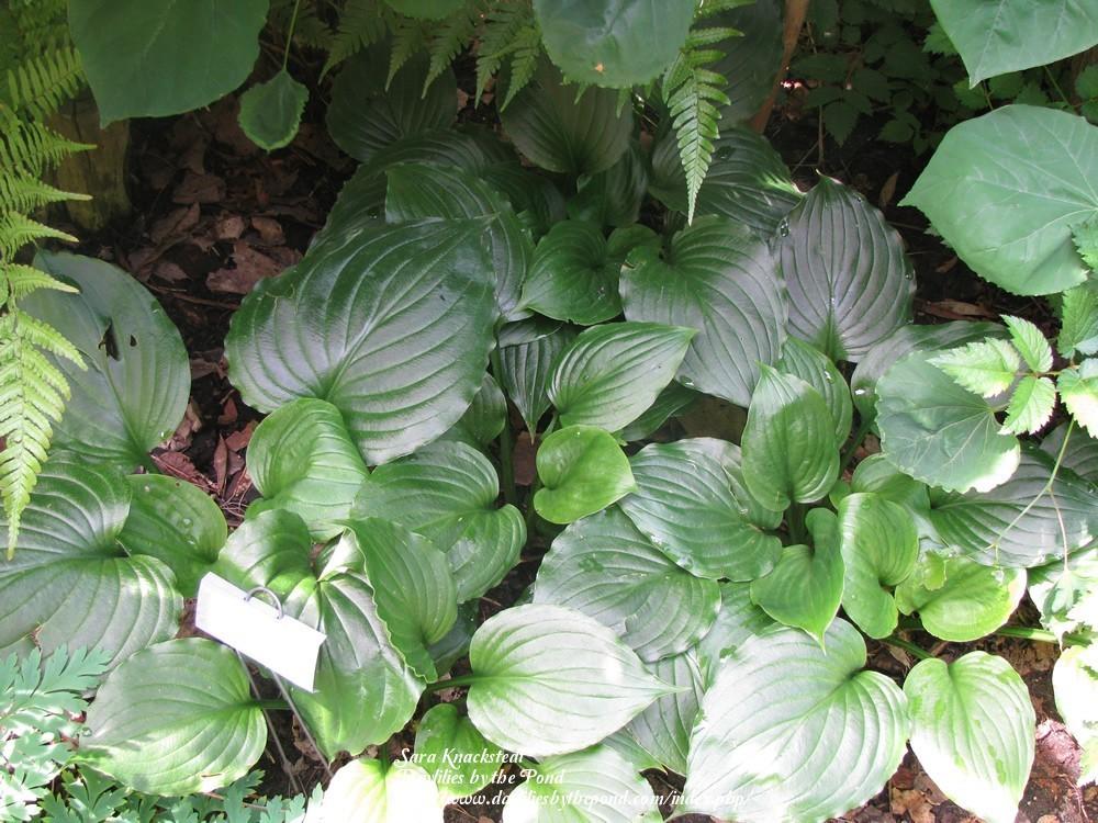 Hosta 'Lakeside Black Satin' in the Hostas Database - Garden.org