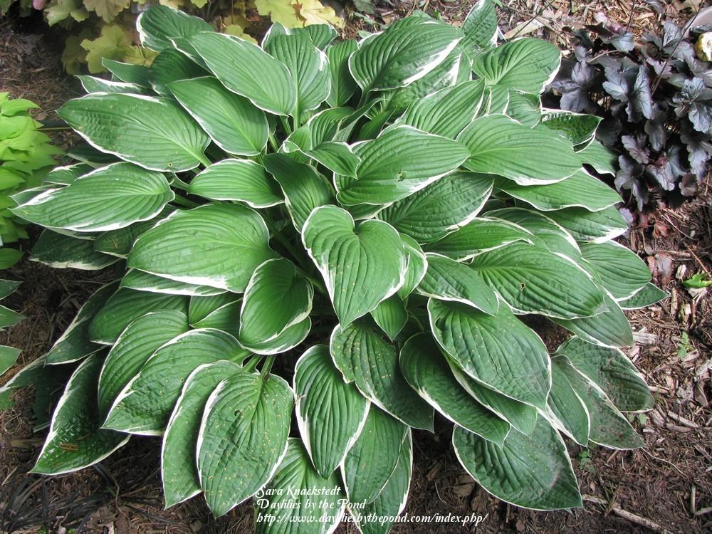 Hosta 'Lady Godiva' in the Hostas Database - Garden.org
