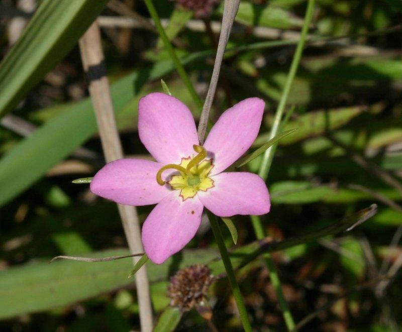 Photo of the bloom of Marsh-Pink (Sabatia grandiflora) posted by ...