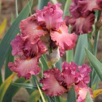Photo of the bloom of Tall Bearded Iris (Iris 'Code Red') posted by ...