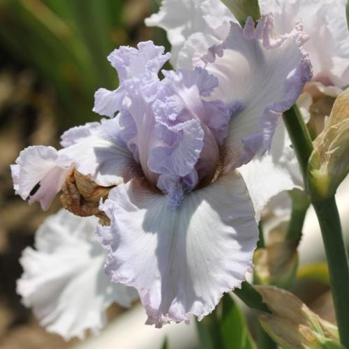 Tall Bearded Iris (Iris 'Secret Affair') in the Irises Database ...
