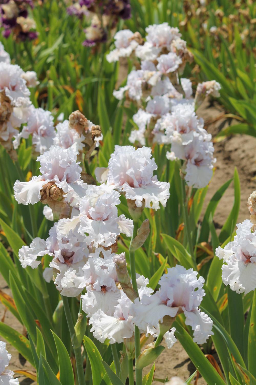 Photo of the bloom of Tall Bearded Iris (Iris 'Rite of Passage') posted ...
