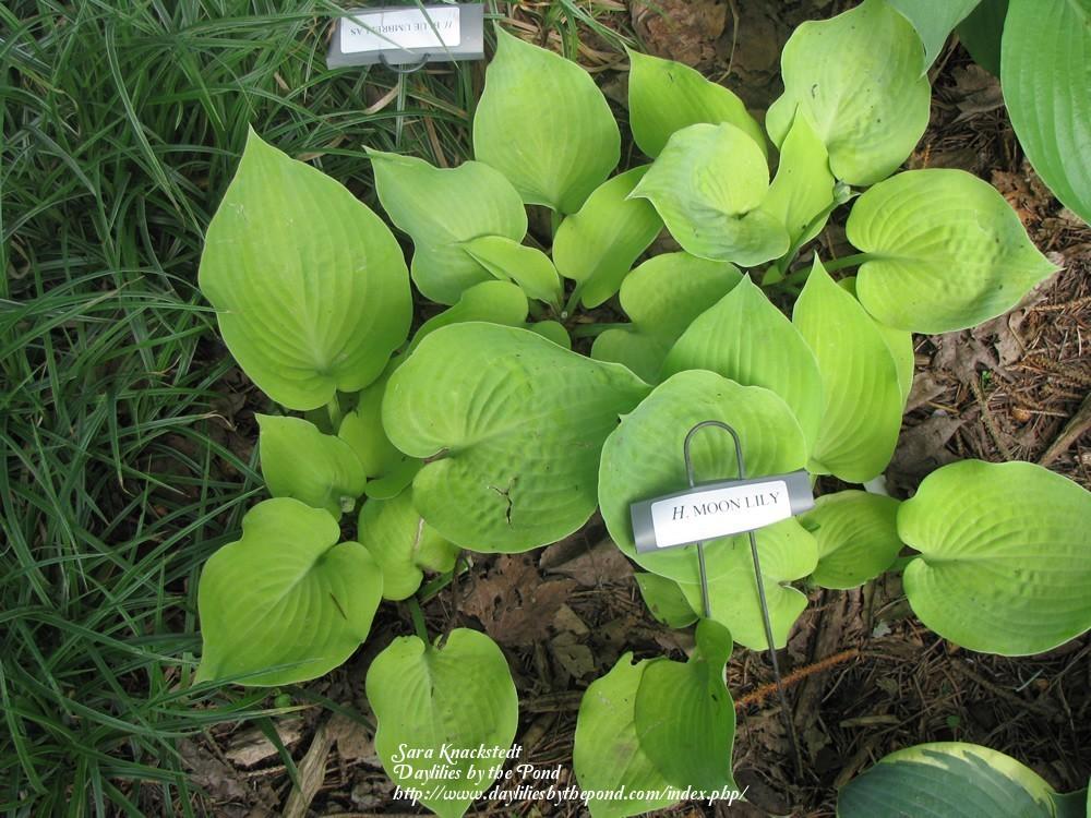 Hosta 'Moon Lily' in the Hostas Database - Garden.org