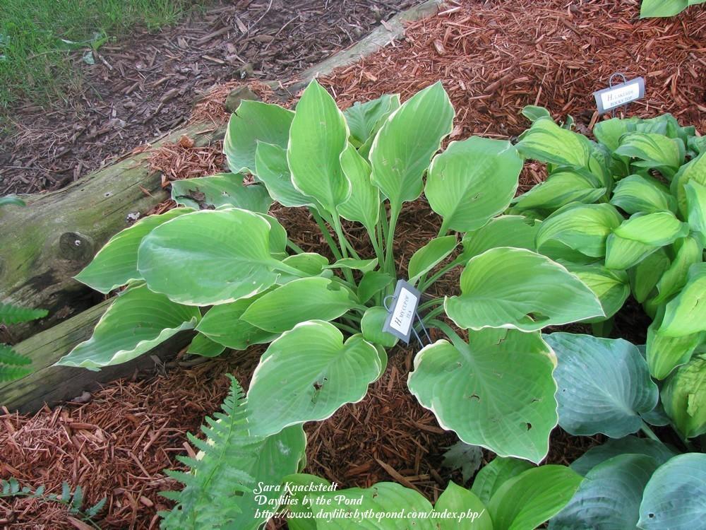 Hosta 'My Cup of Tea' in the Hostas Database - Garden.org