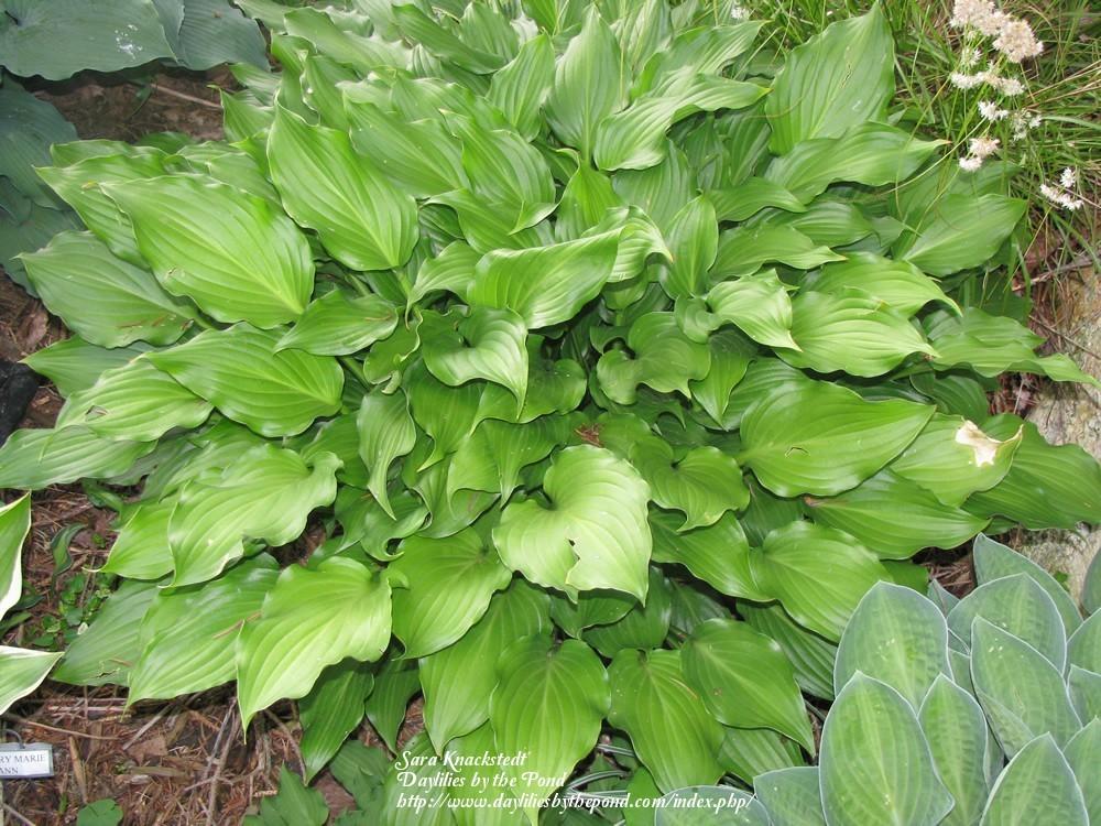 Hosta 'Rippled Honey' in the Hostas Database - Garden.org