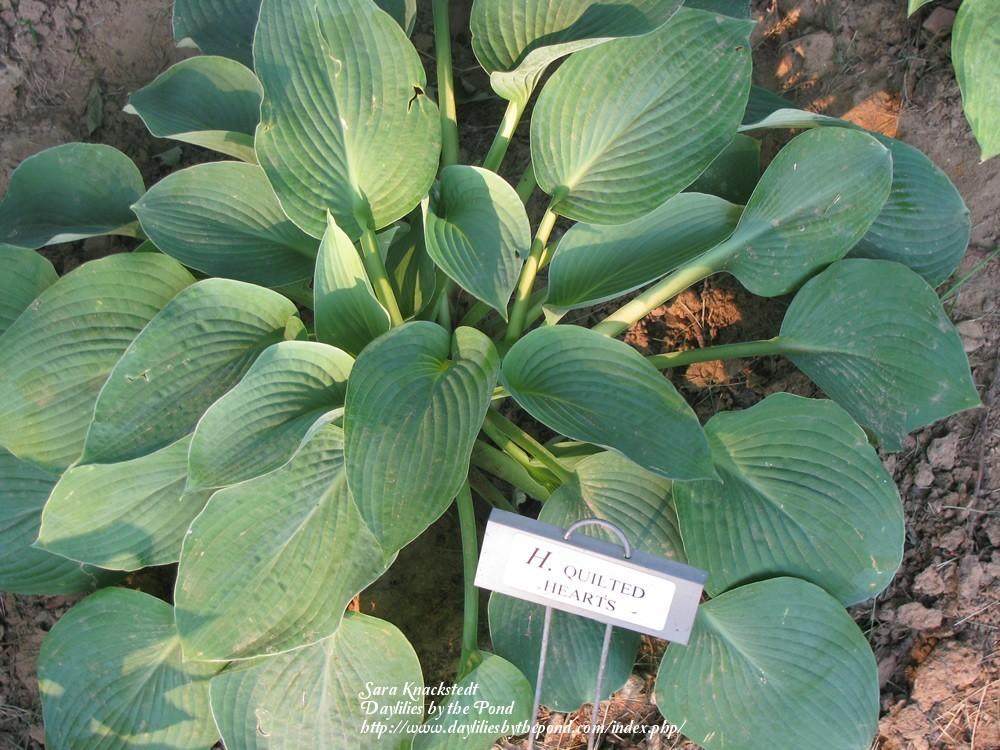 Hosta 'Quilted Hearts' in the Hostas Database - Garden.org