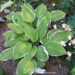Hosta 'Moonlight' in the Hostas Database - Garden.org