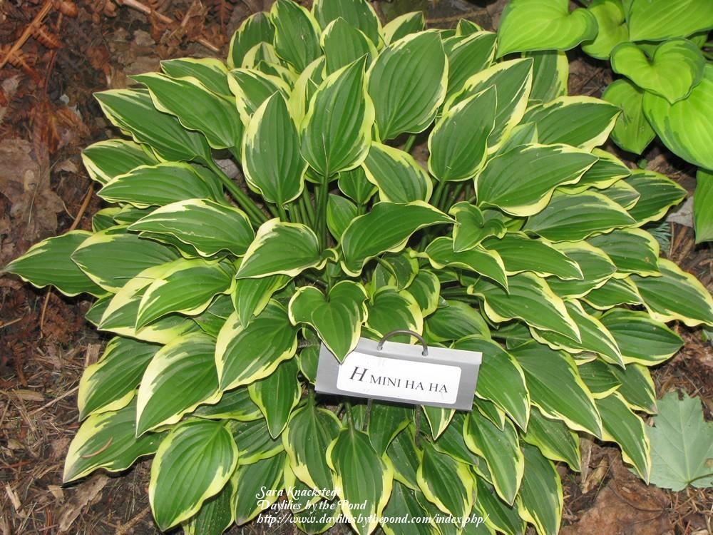 Hosta 'Mini Ha Ha' in the Hostas Database - Garden.org