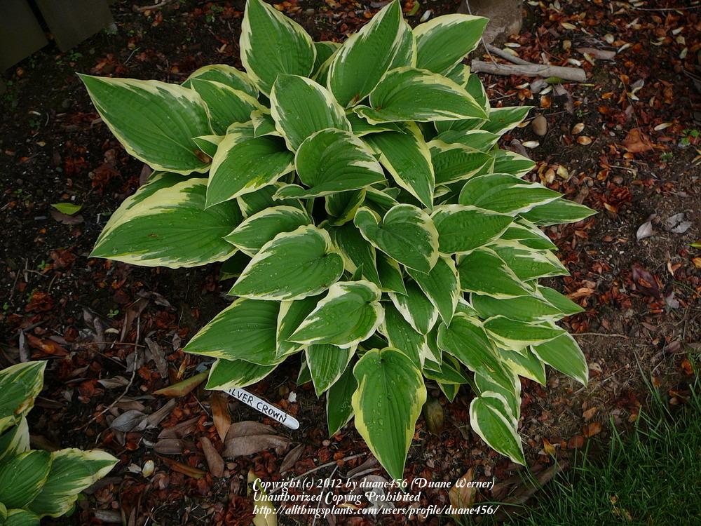 Hosta 'Silver Crown' in the Hostas Database - Garden.org