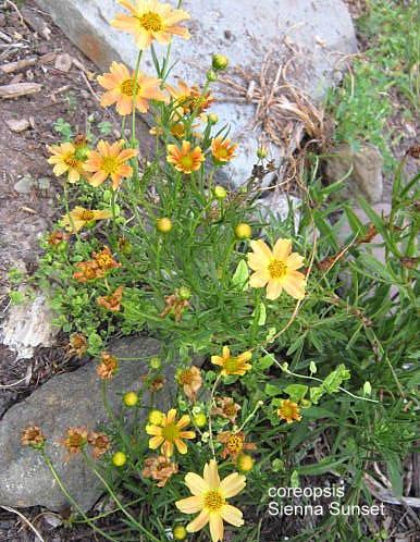 Photo of the entire plant of Tickseed (Coreopsis verticillata 'Sienna ...