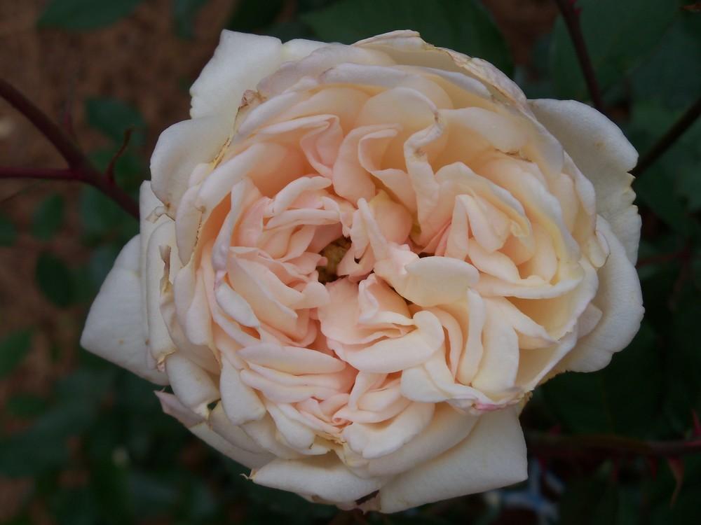 Photo of the bloom of Rose (Rosa 'Devoniensis') posted by Avedon ...