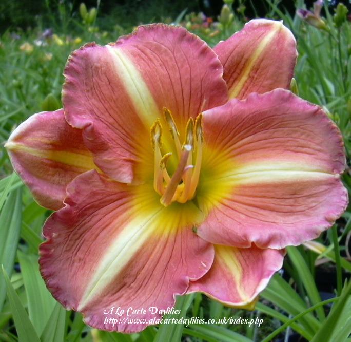 Daylily (Hemerocallis 'Southern Prize') in the Daylilies Database - Garden.org