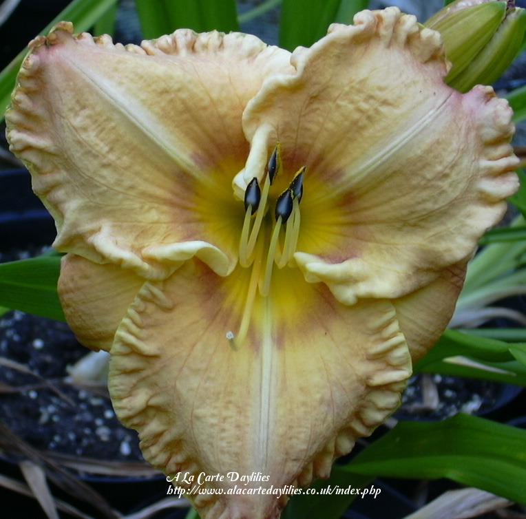 Photo of the bloom of Daylily (Hemerocallis 'Bubbling Brown Sugar ...