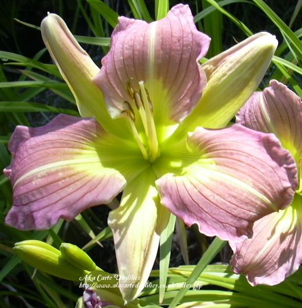 Photo of the bloom of Daylily (Hemerocallis 'Prague Spring') posted by ...