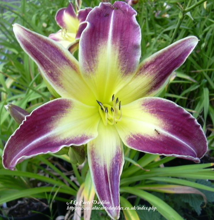 Photo of the bloom of Daylily (Hemerocallis 'Silver Quasar') posted by ...